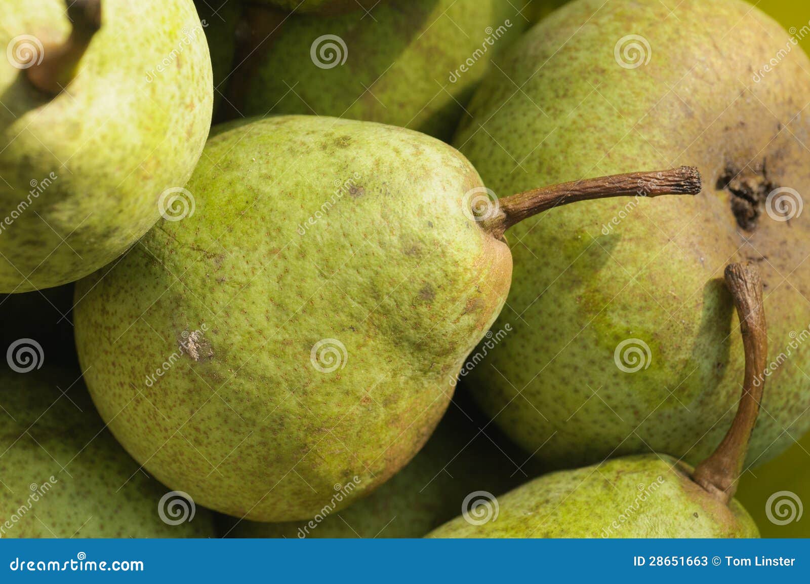 Peren stock afbeelding. Image of nave, peer, boom, voedsel - 28651663