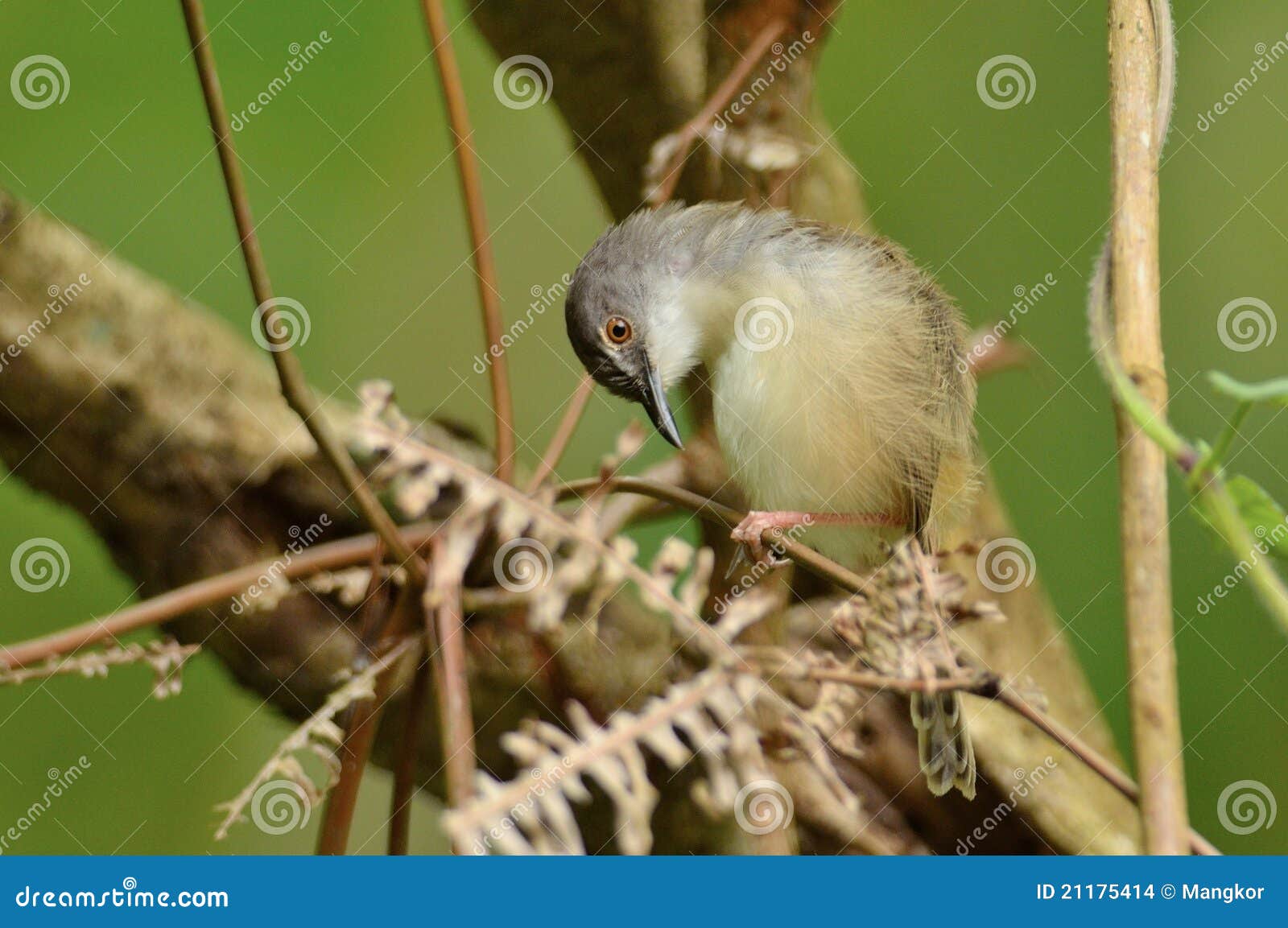Perenjak Belukar stock photo. Image of prinia, twig, bird - 21175414