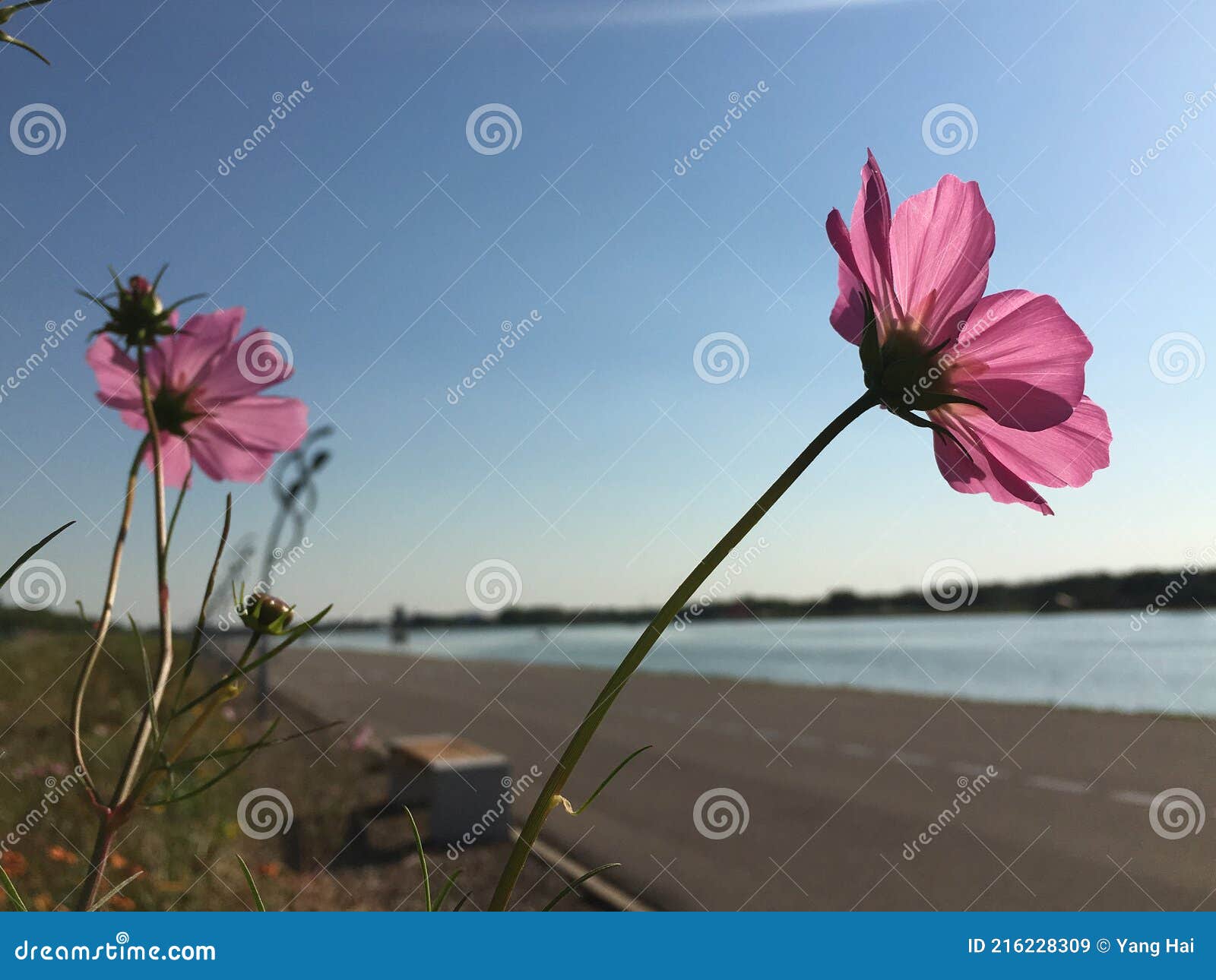 Coreopsis Or Calliopsis And Tickseed Flowers Stock Photography ...