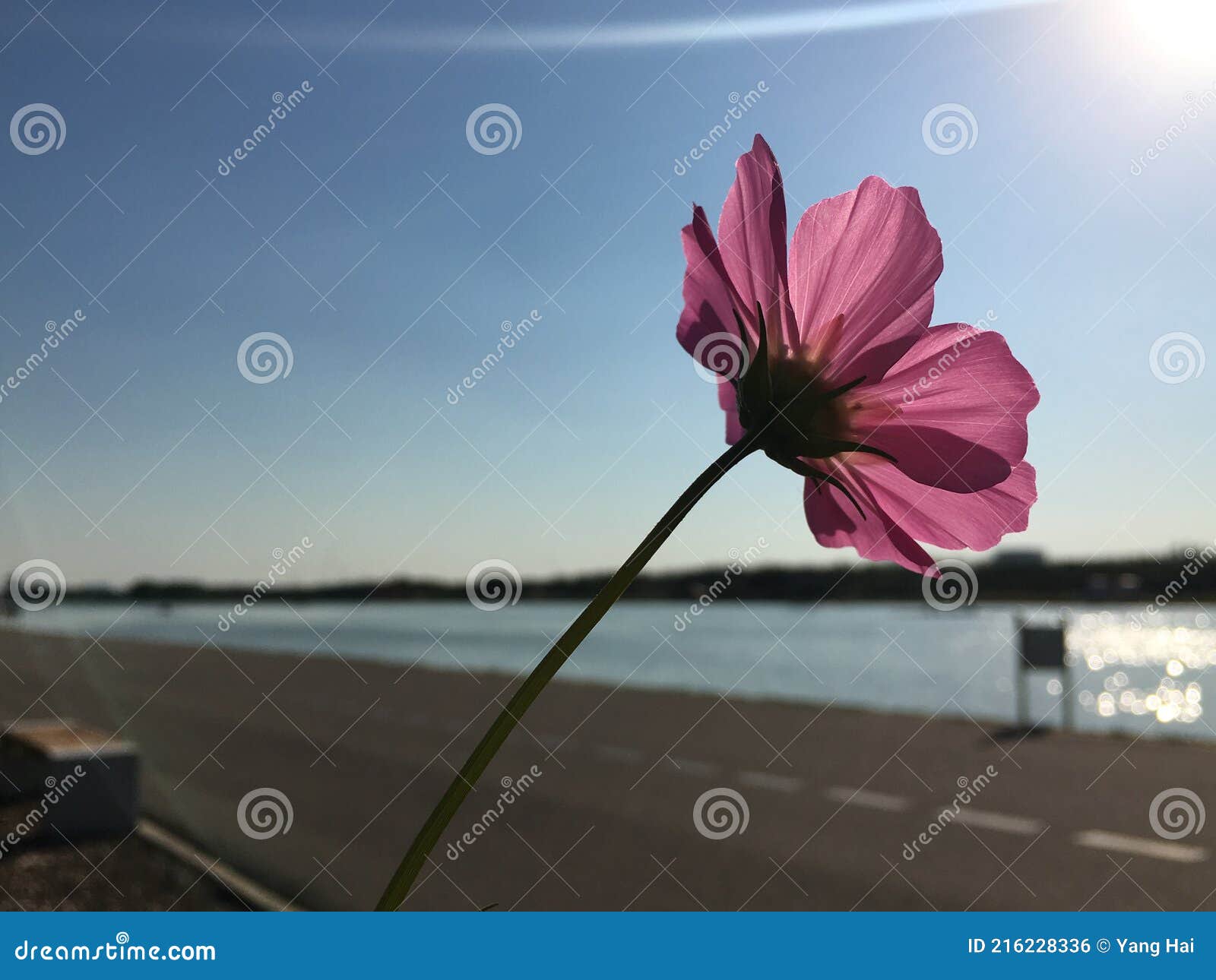 Coreopsis Or Calliopsis And Tickseed Flowers Stock Photography ...