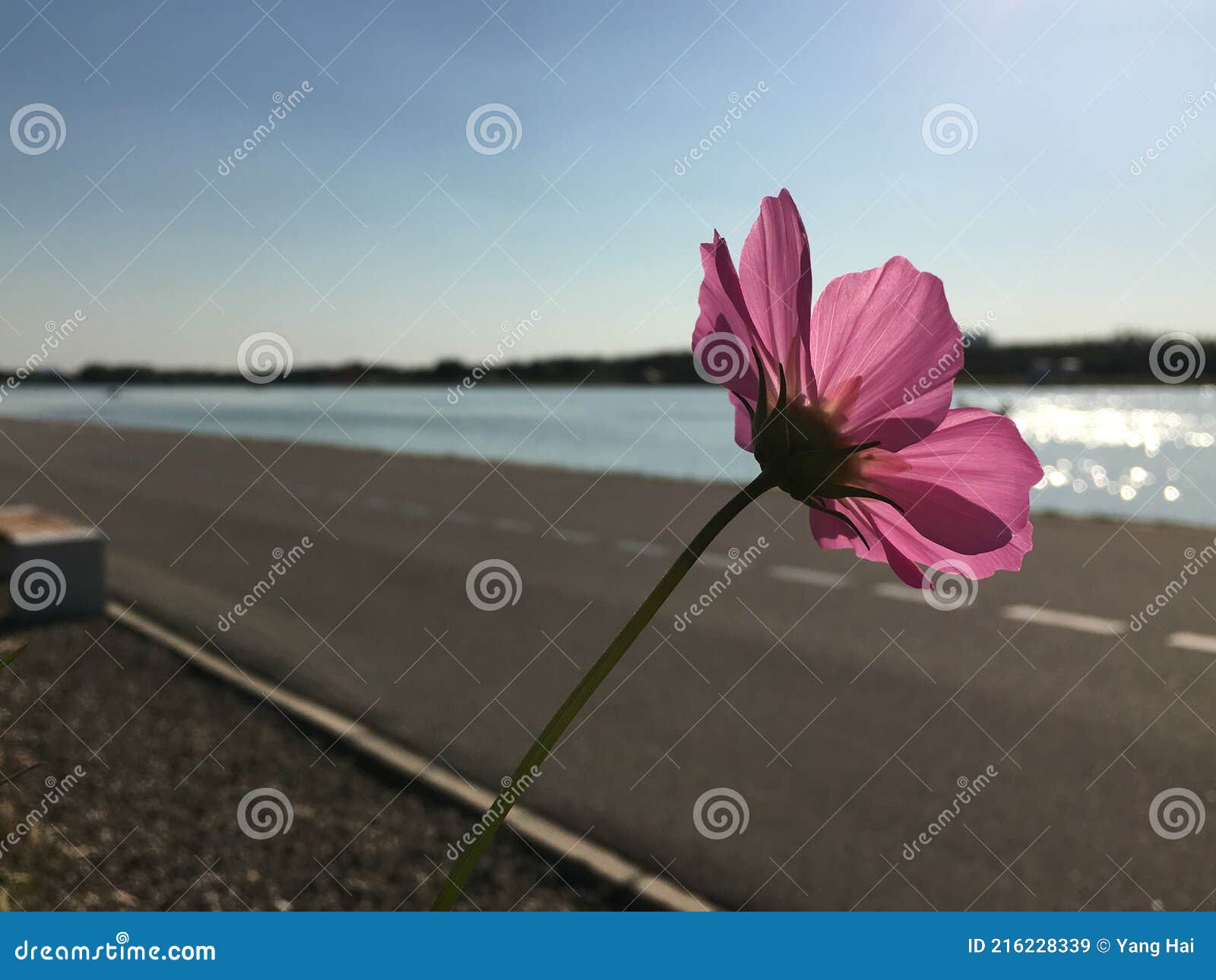 Coreopsis Or Calliopsis And Tickseed Flowers Stock Photography ...