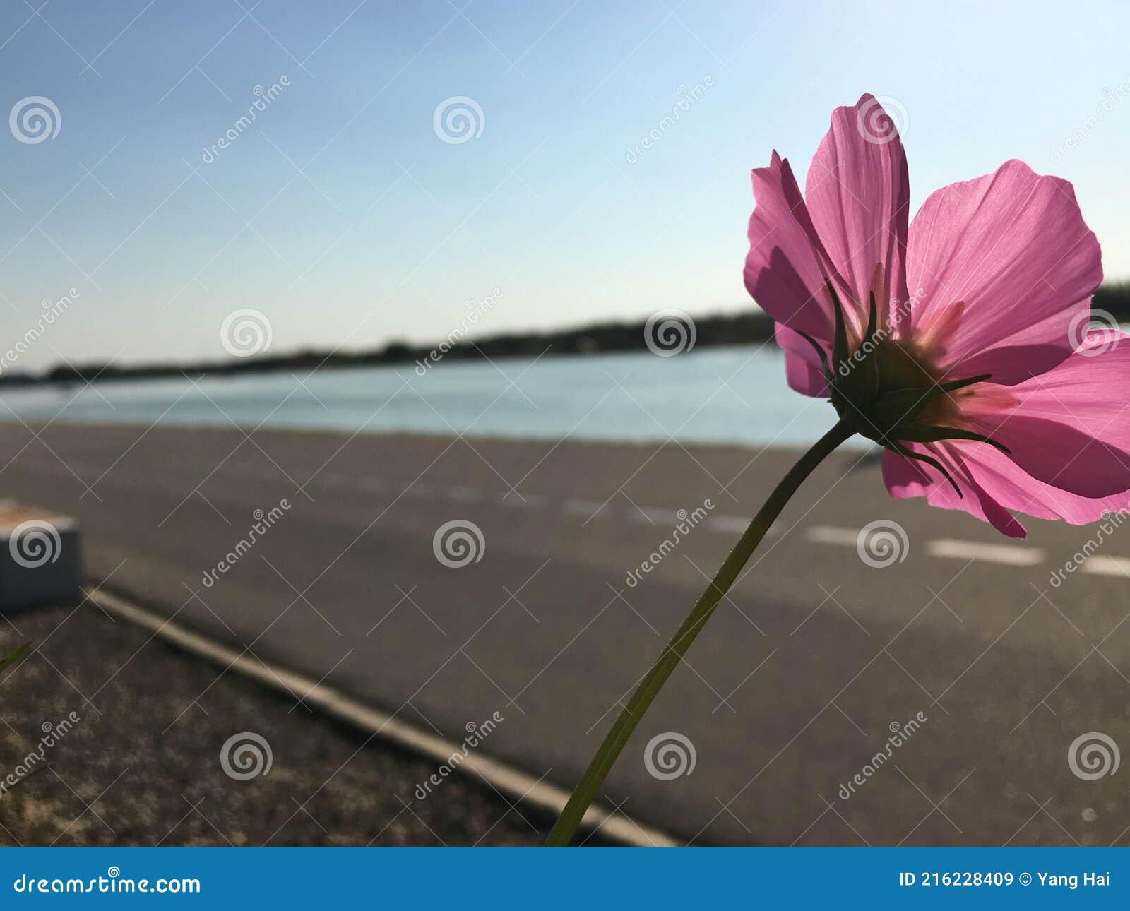 Perennial Coreopsis, Calliopsis, Galsang Flower Stock Image - Image of ...