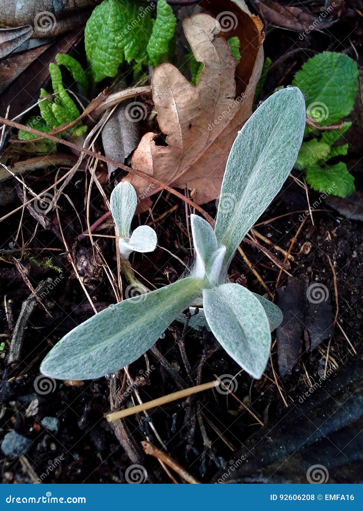 Perennial Cornflower / Centaurea Montana Leaves Stock Photo - Image of ...