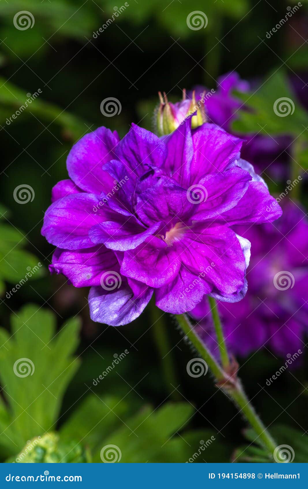 Perennial Geranium `Birch Double` Stock Photo - Image of floral ...