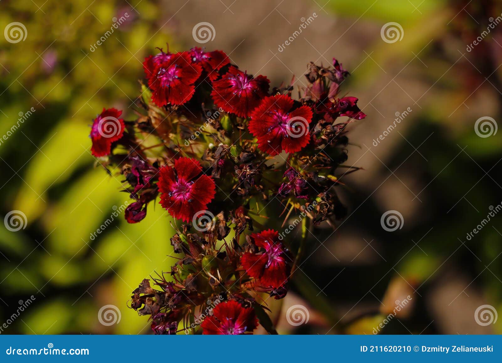 Perennial Maroon Flowers Bloom in the Garden Stock Photo - Image of ...