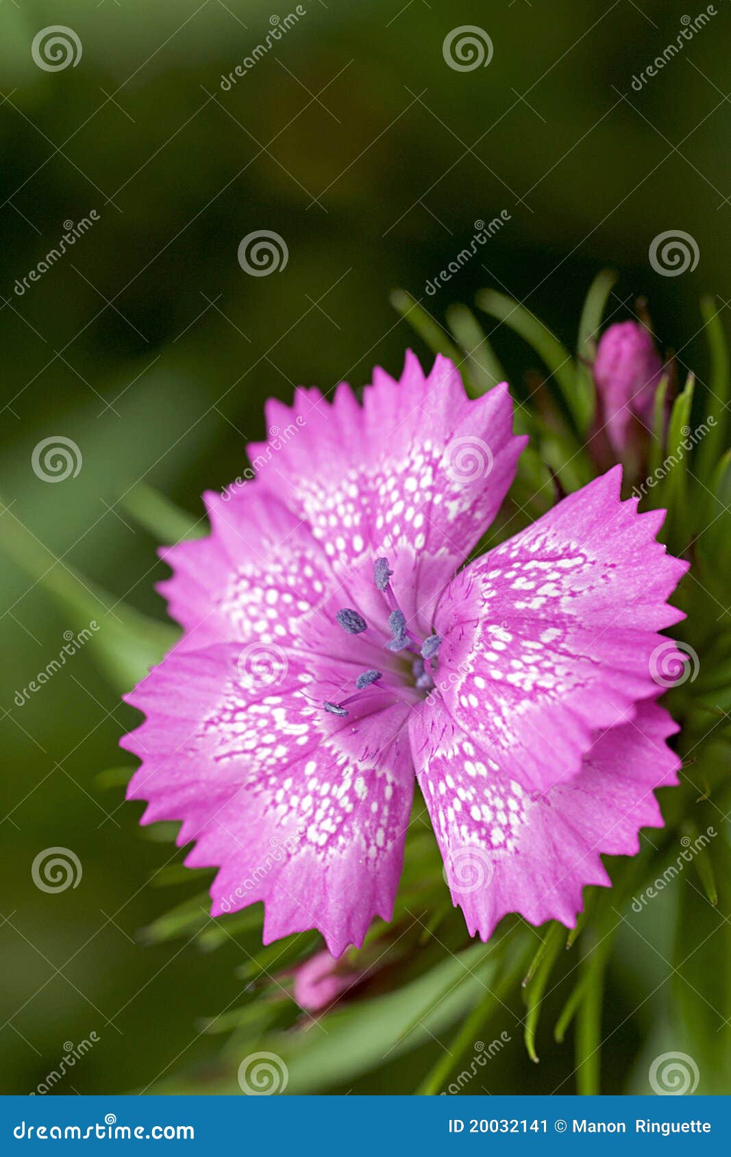 Perennial - Pink Dianthus Species Stock Image - Image of spotted, plant ...