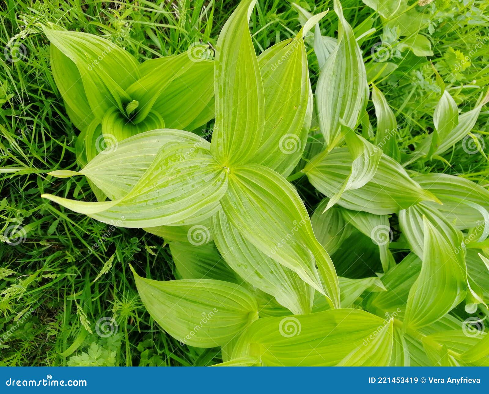 Perennial Plant, Spread Out. in the Sand Stock Image - Image of ...