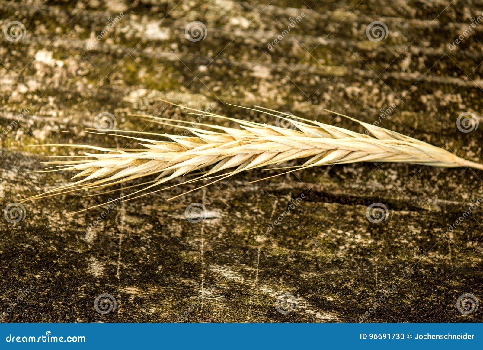 Perennial rye, old rye stock photo. Image of cultivation - 96691730
