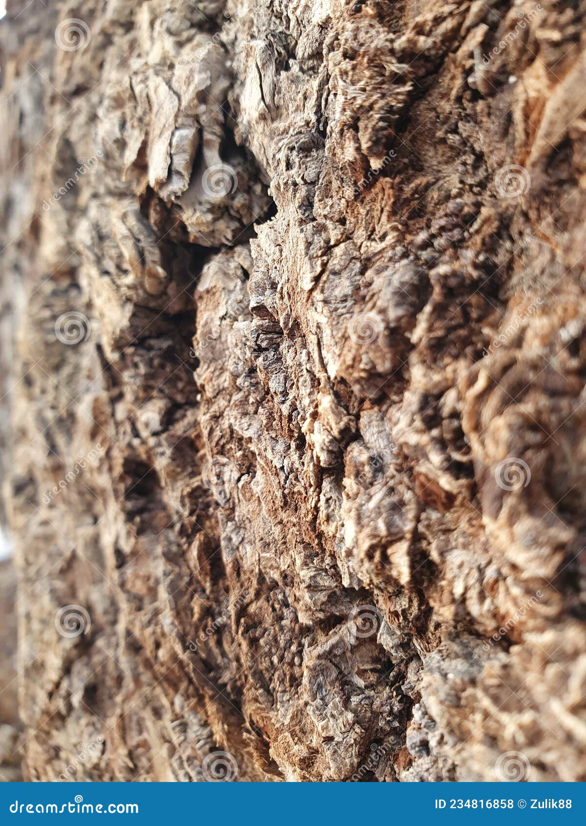 Perennial Tree Bark Patterns. Bark. Nature Stock Photo - Image of tree ...