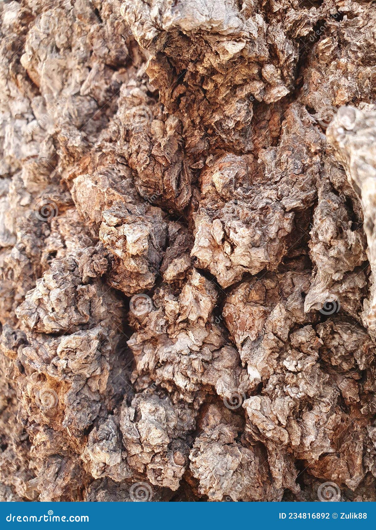 Perennial Tree Bark Patterns. Bark. Nature Stock Photo - Image of ...