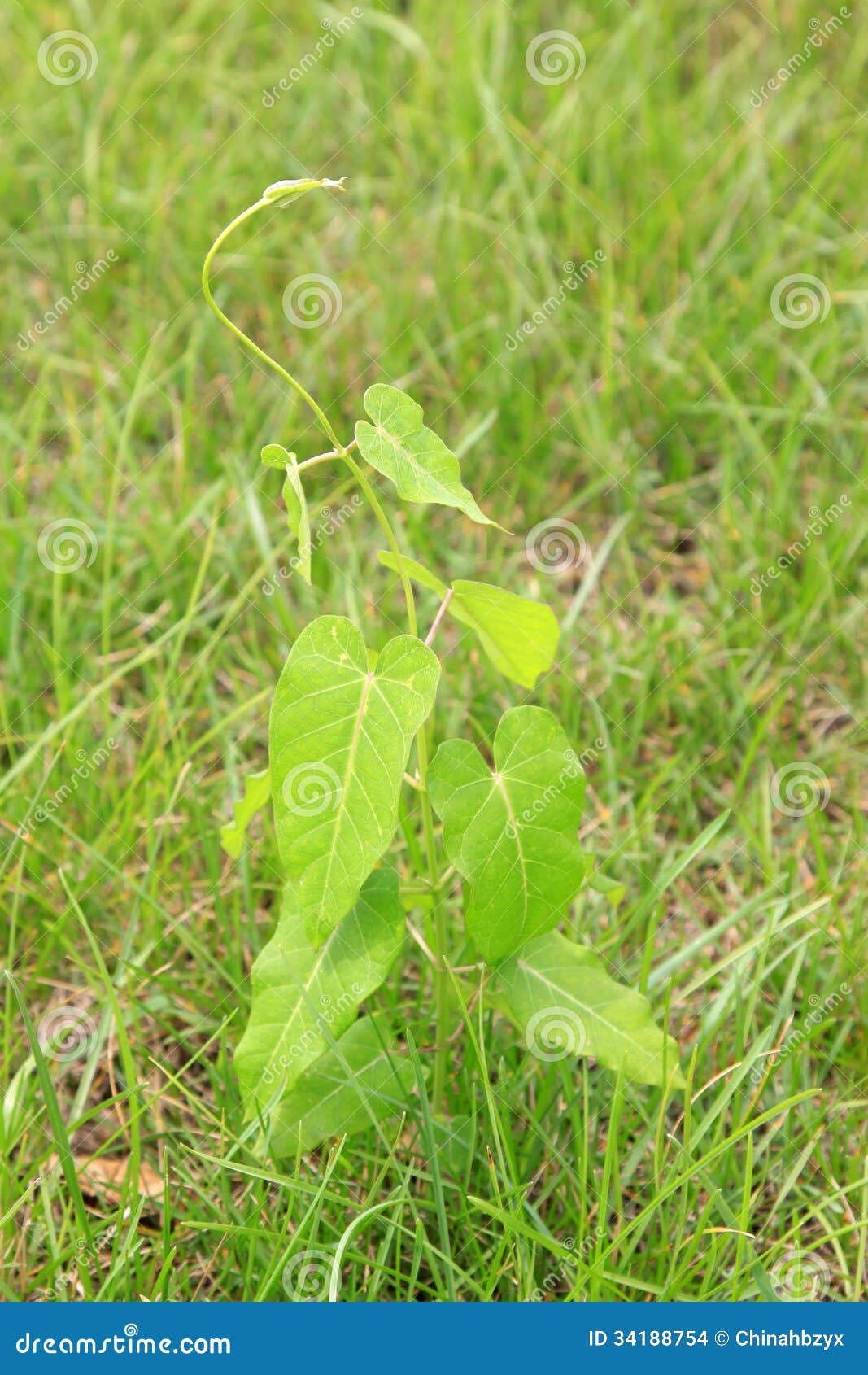 Perennial Twining Herbs Ricinus Communis Stock Photo - Image of ...