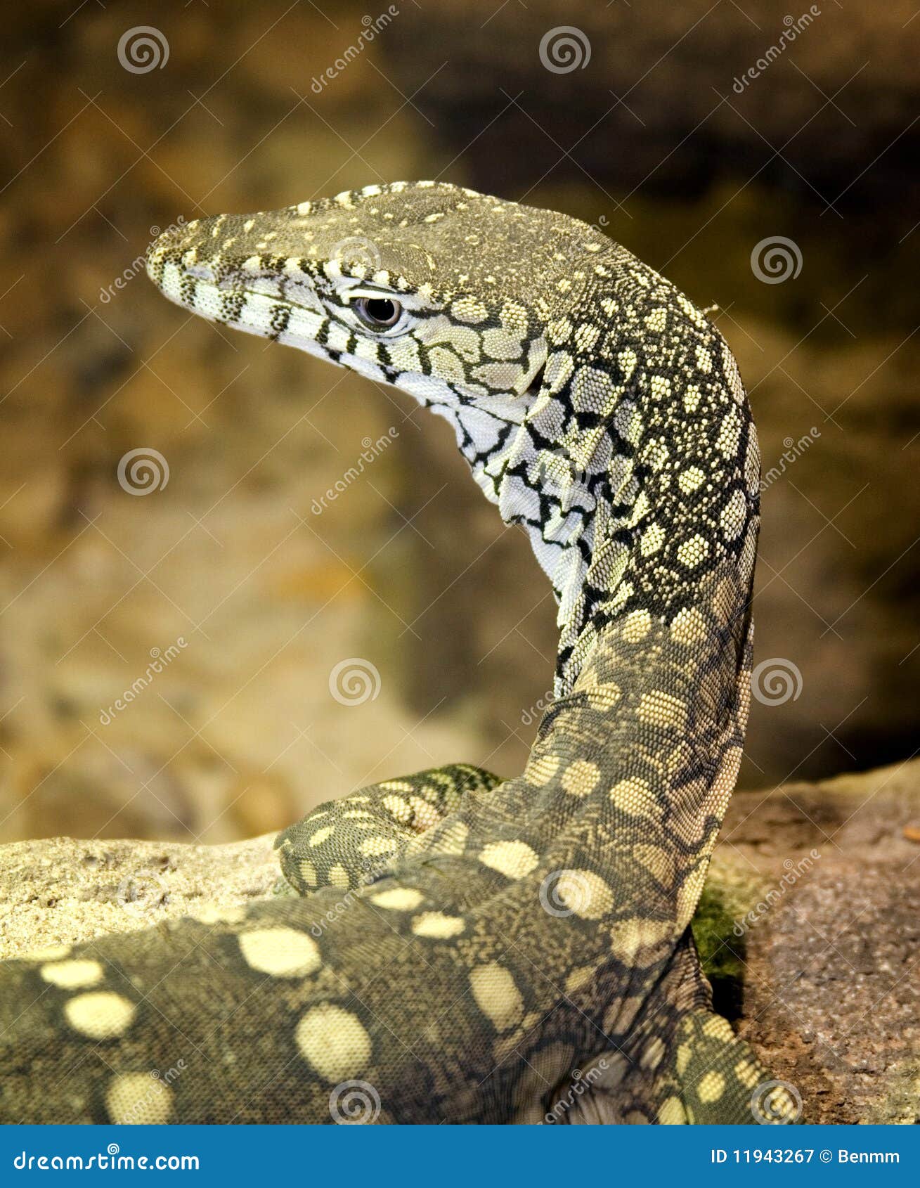 Perenties lizard stock image. Image of scales, rare, exotic - 11943267