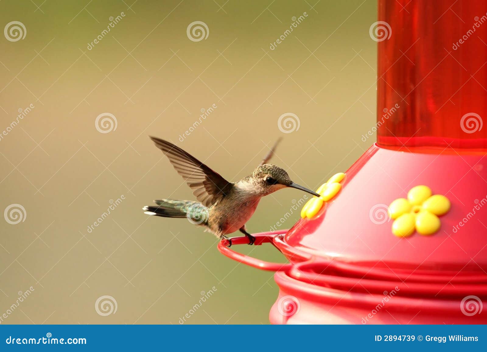 Perfect balance stock image. Image of flying, hummingbird - 2894739