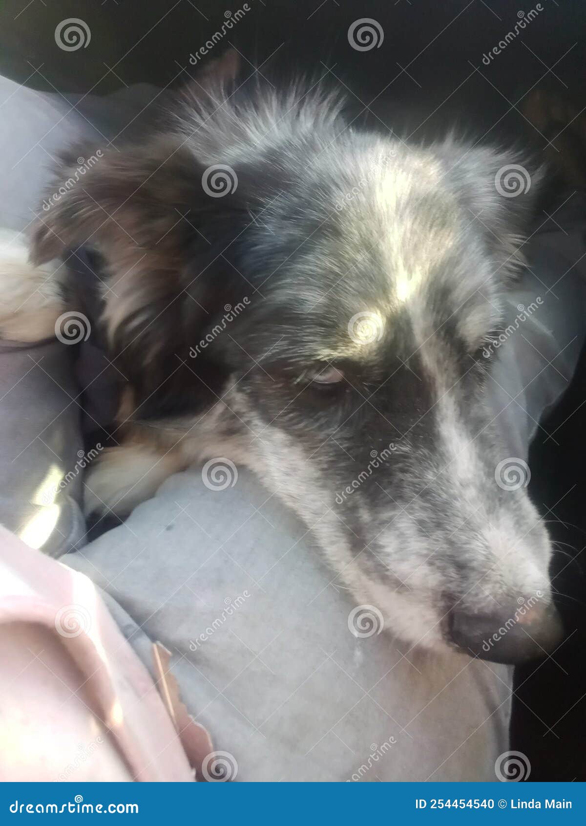 Perfect best friend stock photo. Image of perfect, friend - 254454540