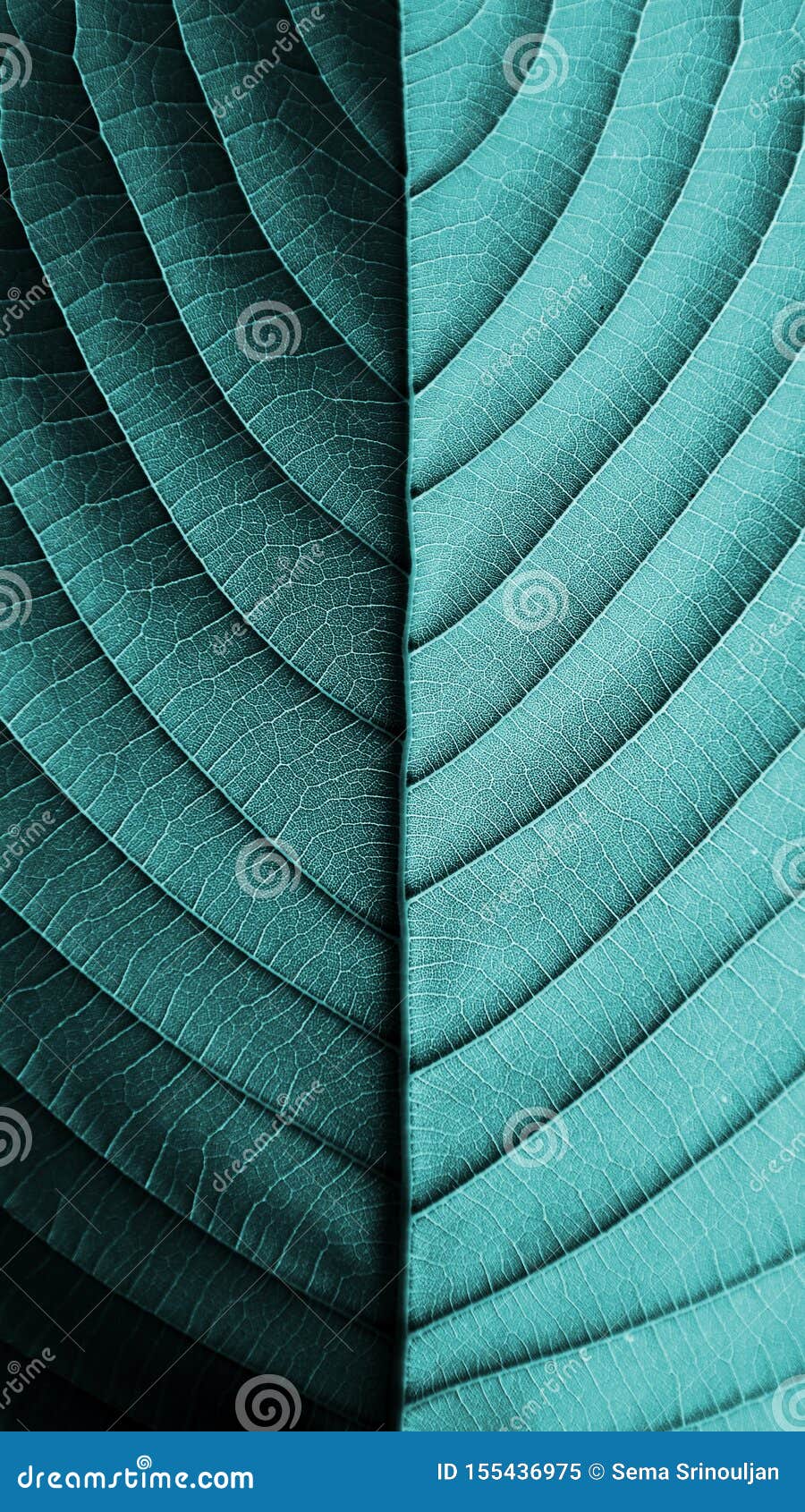 Perfect Blue Leaf Patterns. - Closeup. Stock Image - Image of soil ...