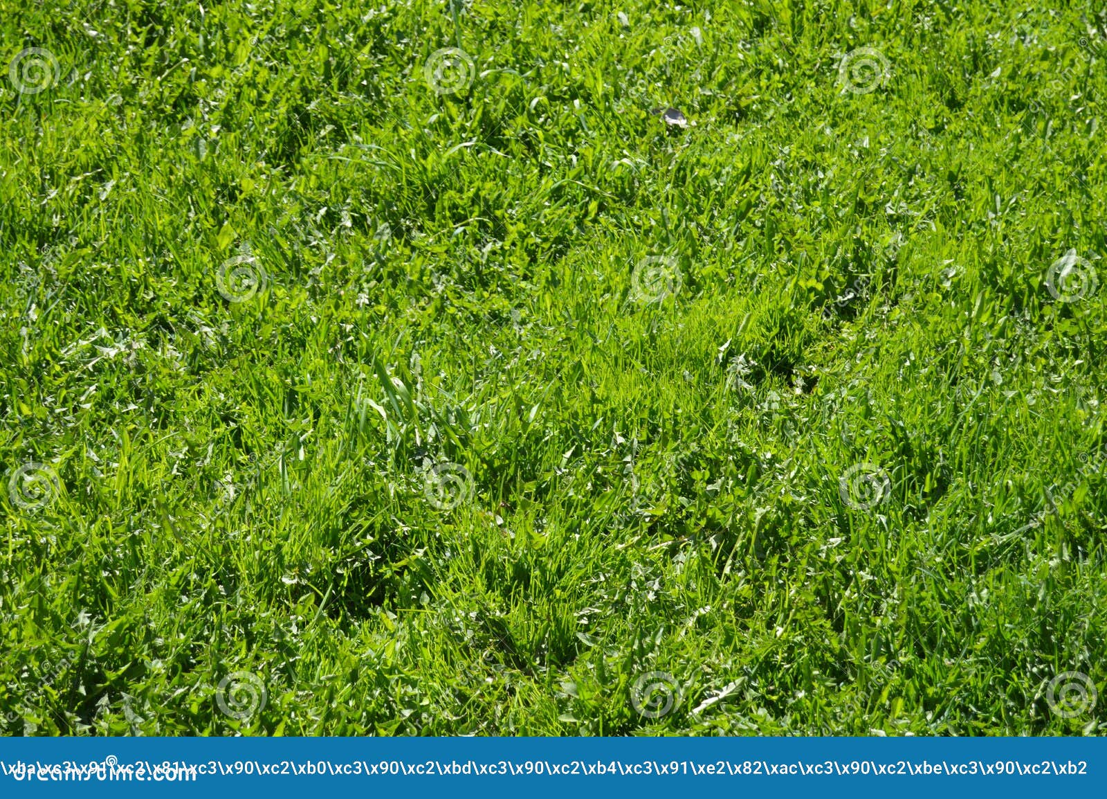 Perfect bright green grass stock photo. Image of bright - 146136454