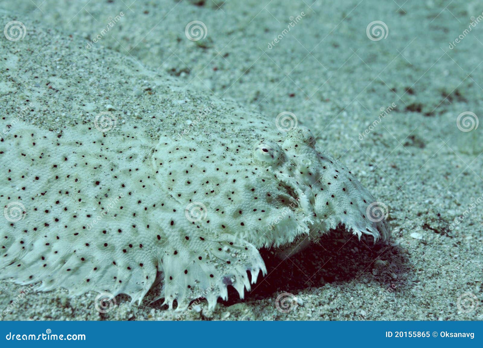 Moses Sole Fish Pardachirus Marmoratus Fish Stock Image | CartoonDealer ...