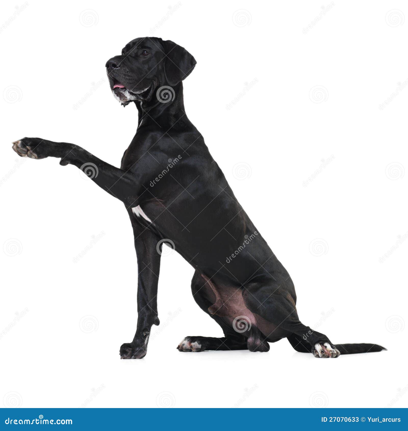 The Perfect Canine Gentleman Stock Image - Image of friend, pedigree ...