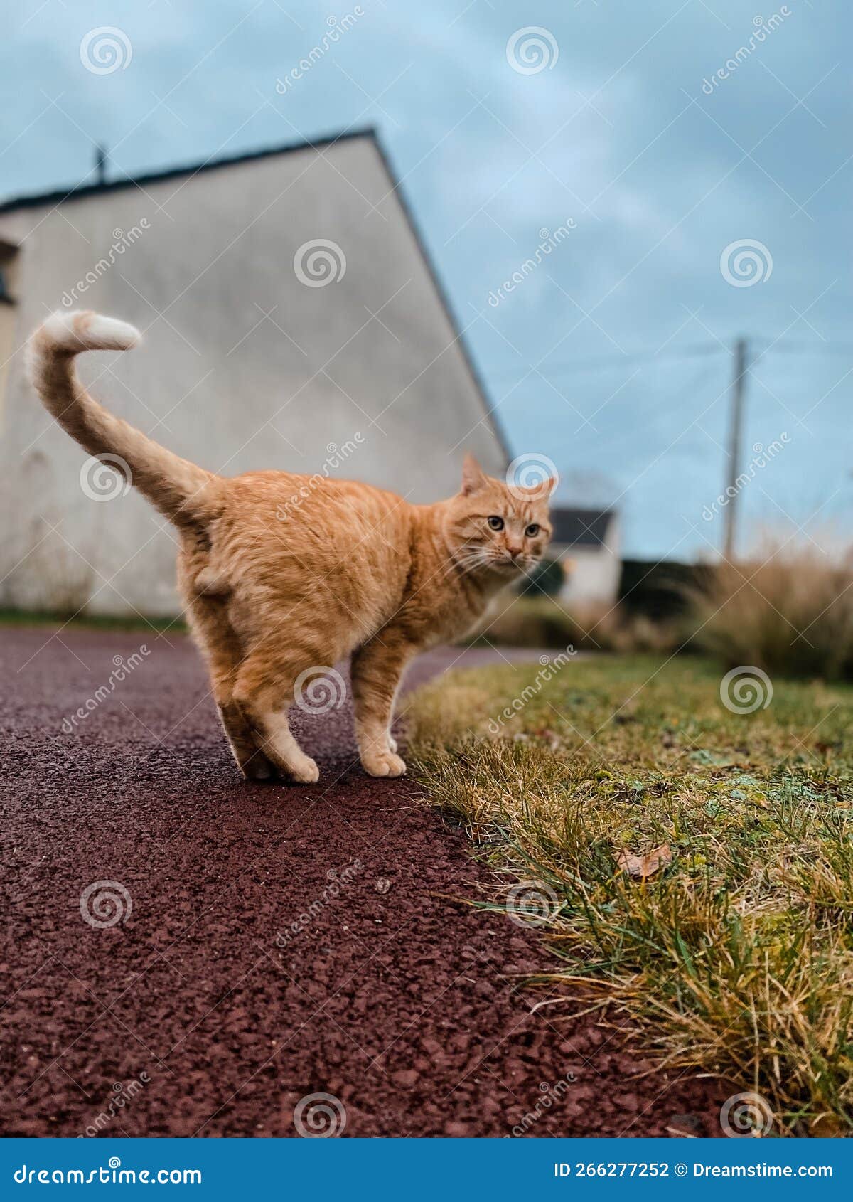 Ginger cat stock photo. Image of fatcat, ginger, pose - 266277252