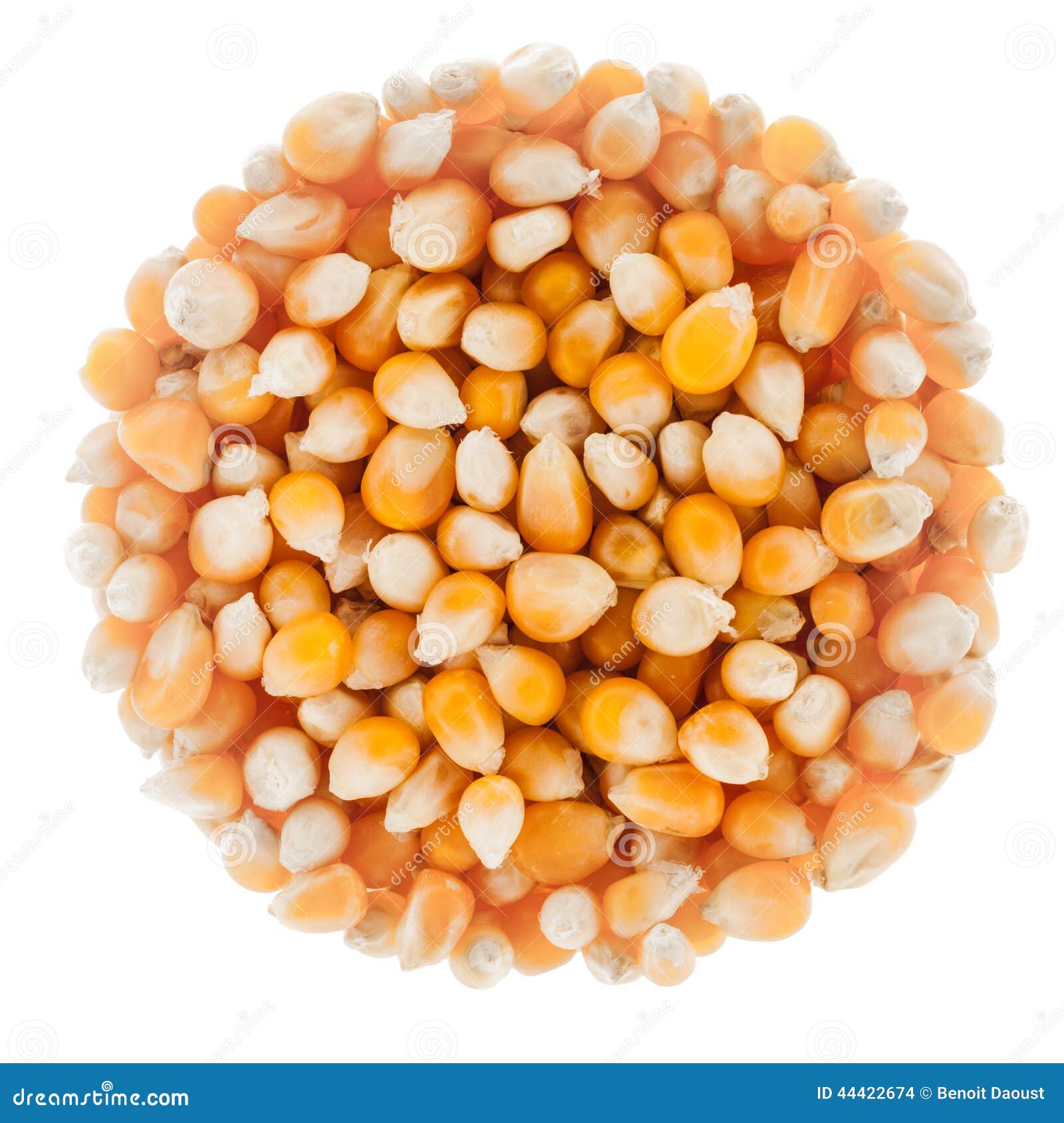 Perfect Circle of Corn Seeds Isolated on White Stock Photo - Image of ...