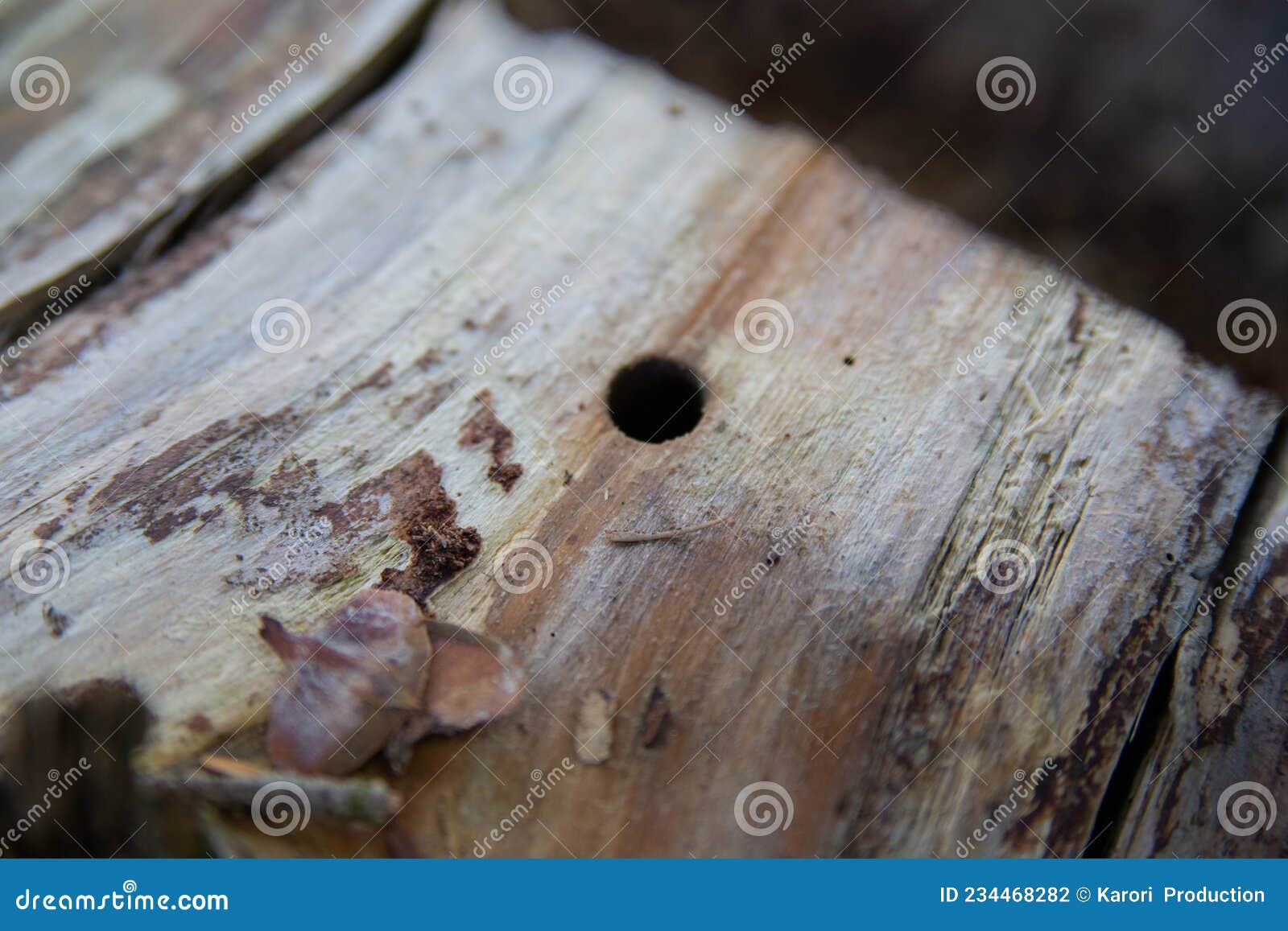 Perfect Circle Hole Curved into a Tree by a Longhorn Beetle in Japan ...