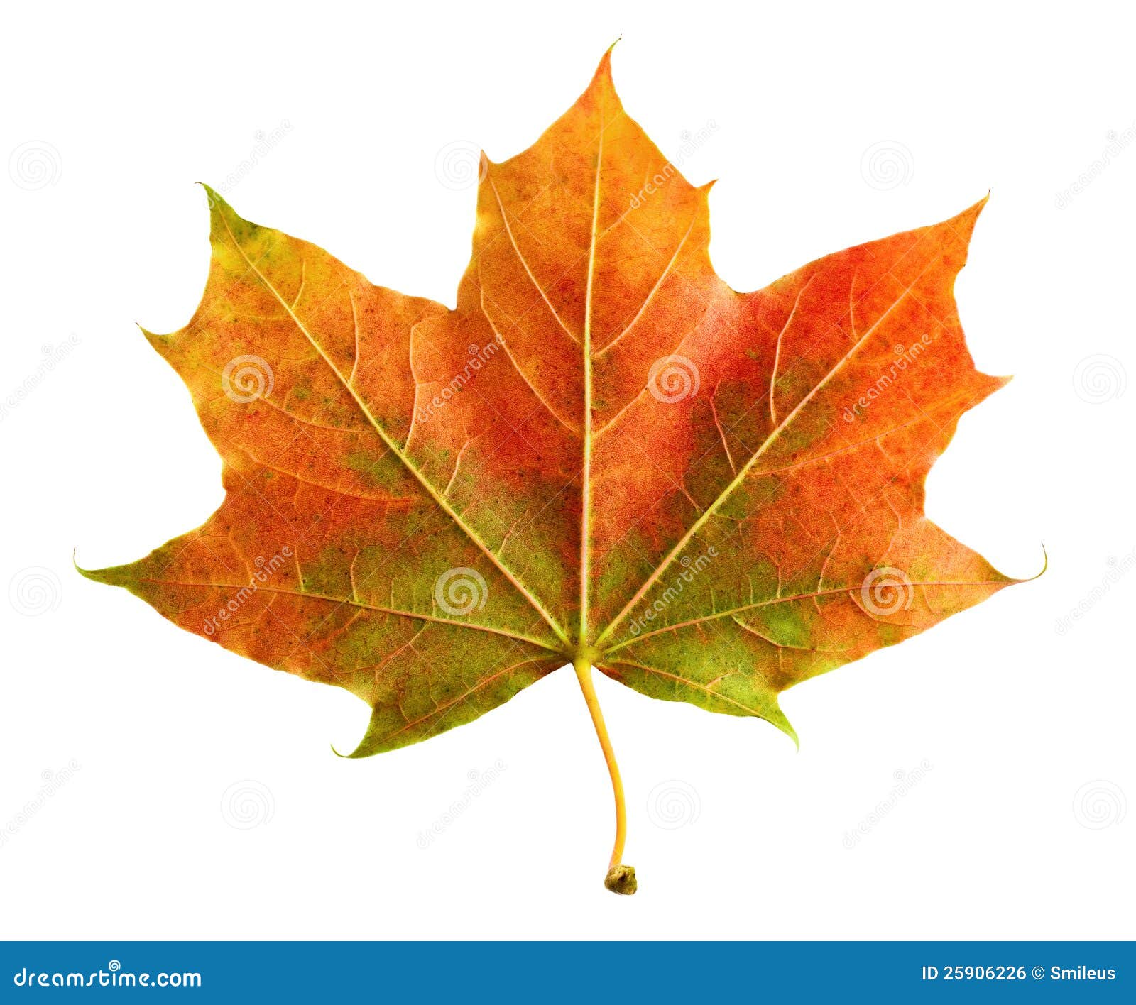 Perfect Colorful Autumn Leaf Stock Photo - Image of macro, autumn: 25906226