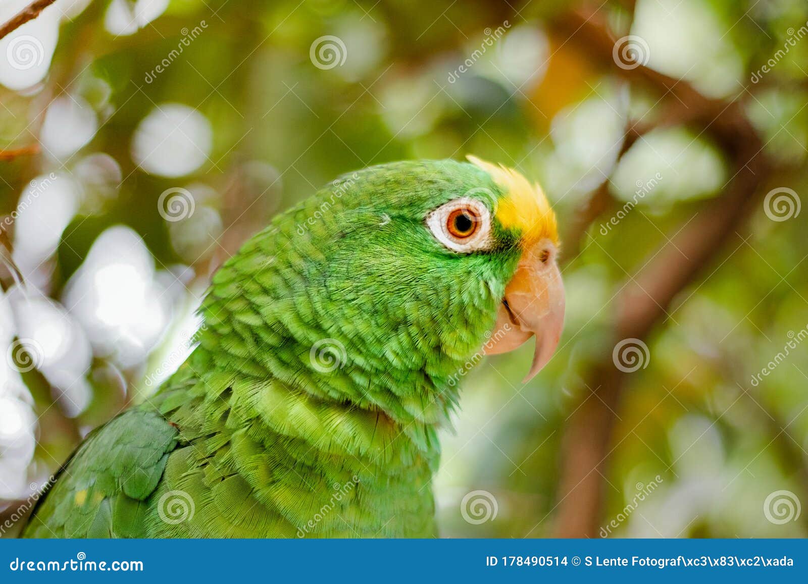 The Perfect Combination of a Green Parrot Mixed in Nature Stock Photo ...