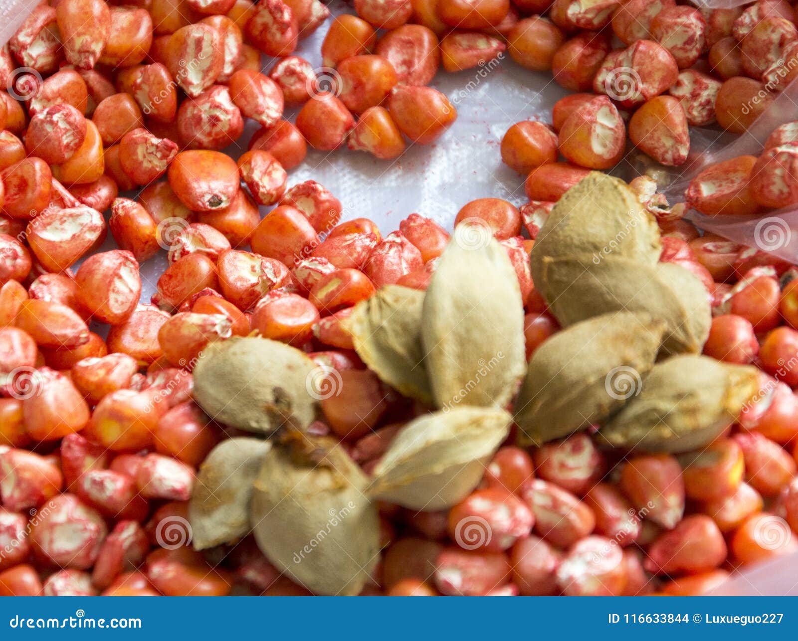 Corn and almond stock photo. Image of almond, corn, still - 116633844