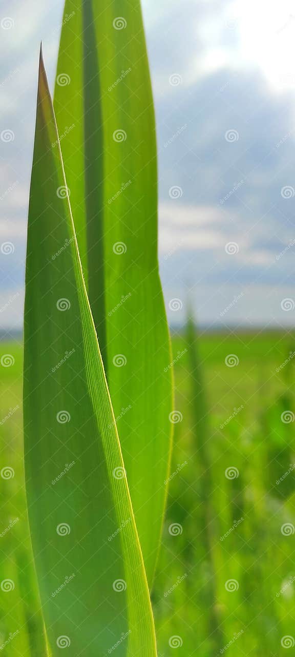 Perfect Combination of Sharp Edges of the Sheet Stock Image - Image of ...