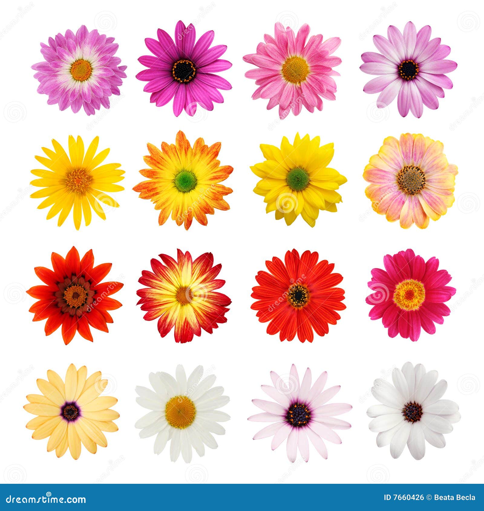The Perfect Daisy Collection Stock Photo - Image of blossom, purple ...