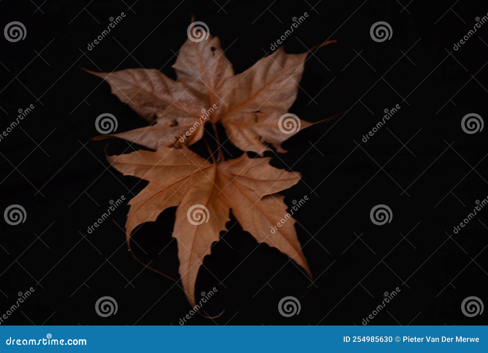 A Perfect Display of Brown Atom Leaves on Black Background. Stock Photo ...