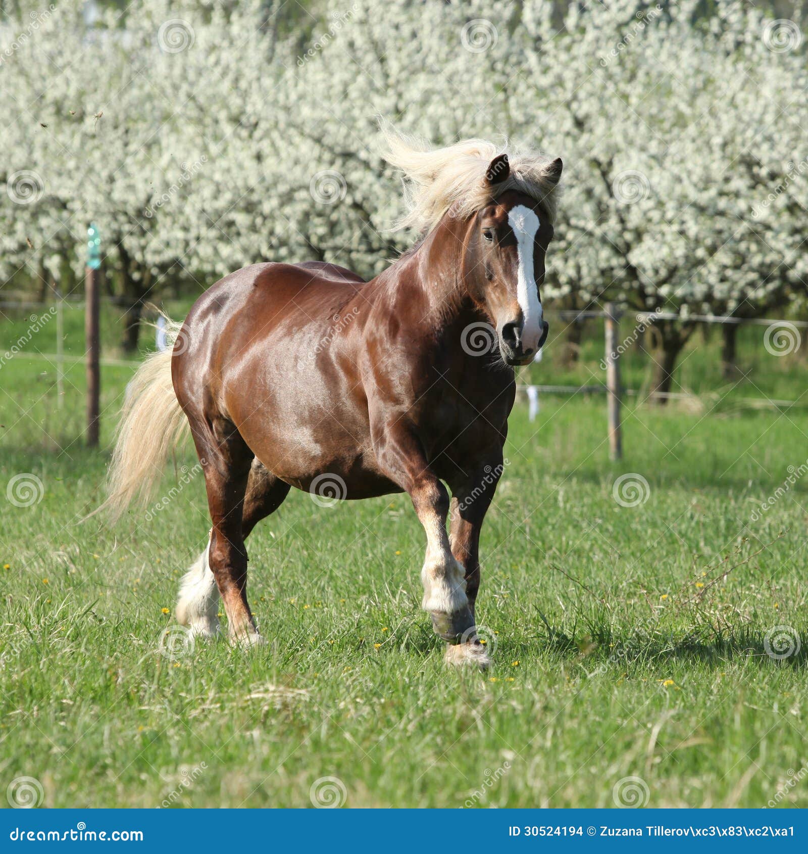 Draft Horses Running