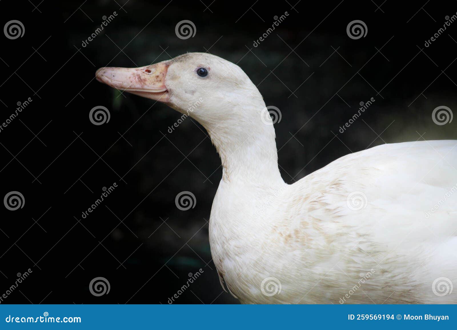 The perfect duck stock photo. Image of waterbird, duck - 259569194