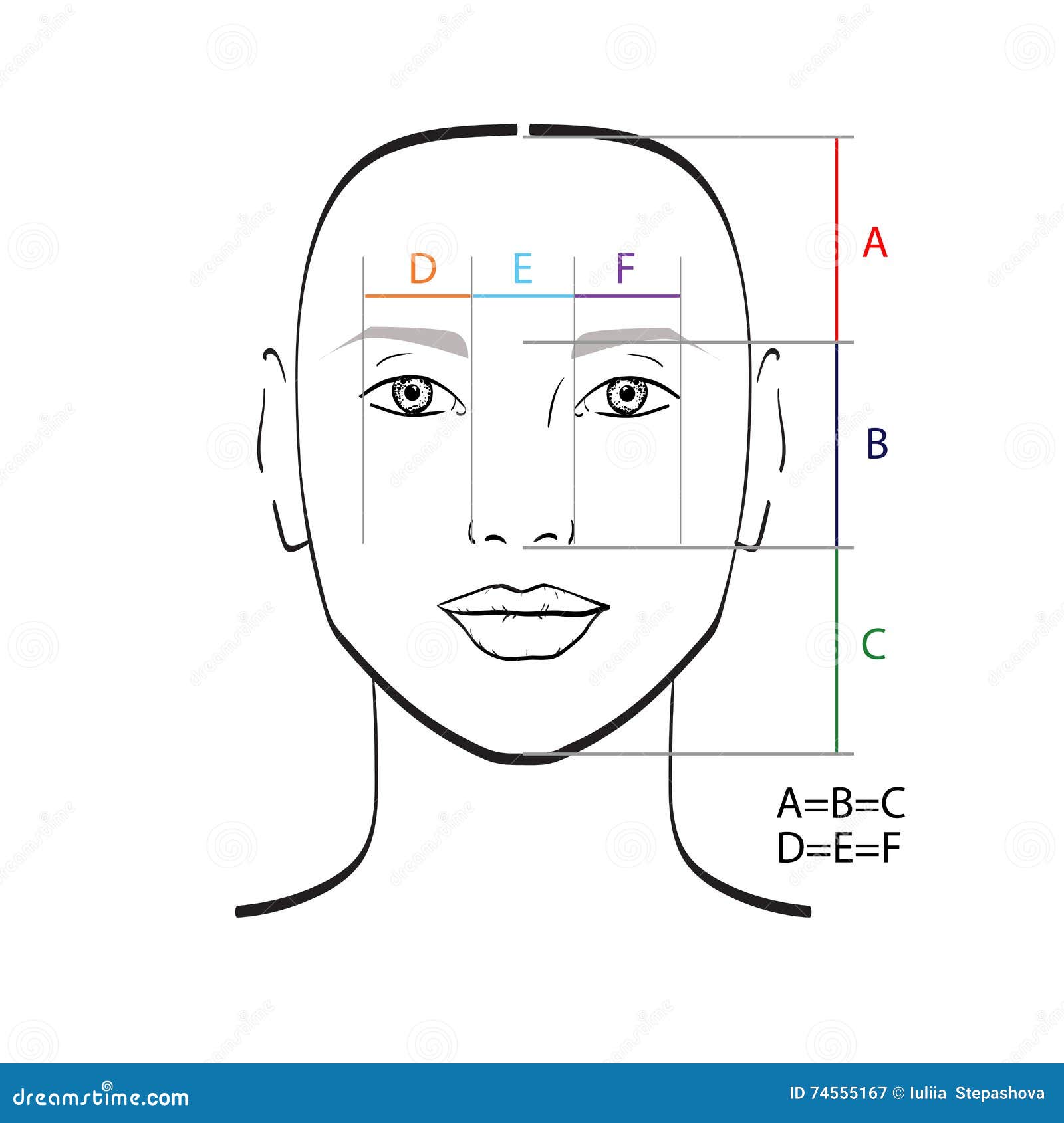 Perfect face proportions. stock illustration. Illustration of health ...