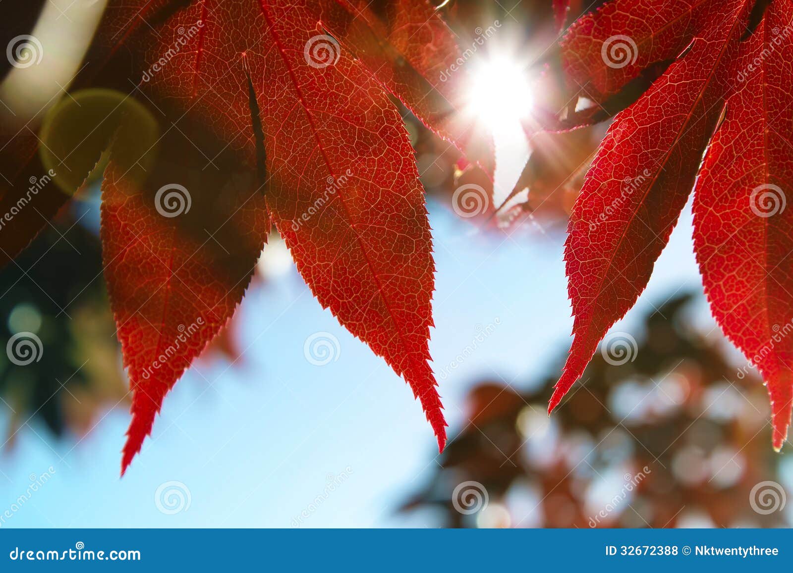 Perfect fall day stock photo. Image of vanes, light, autumn - 32672388