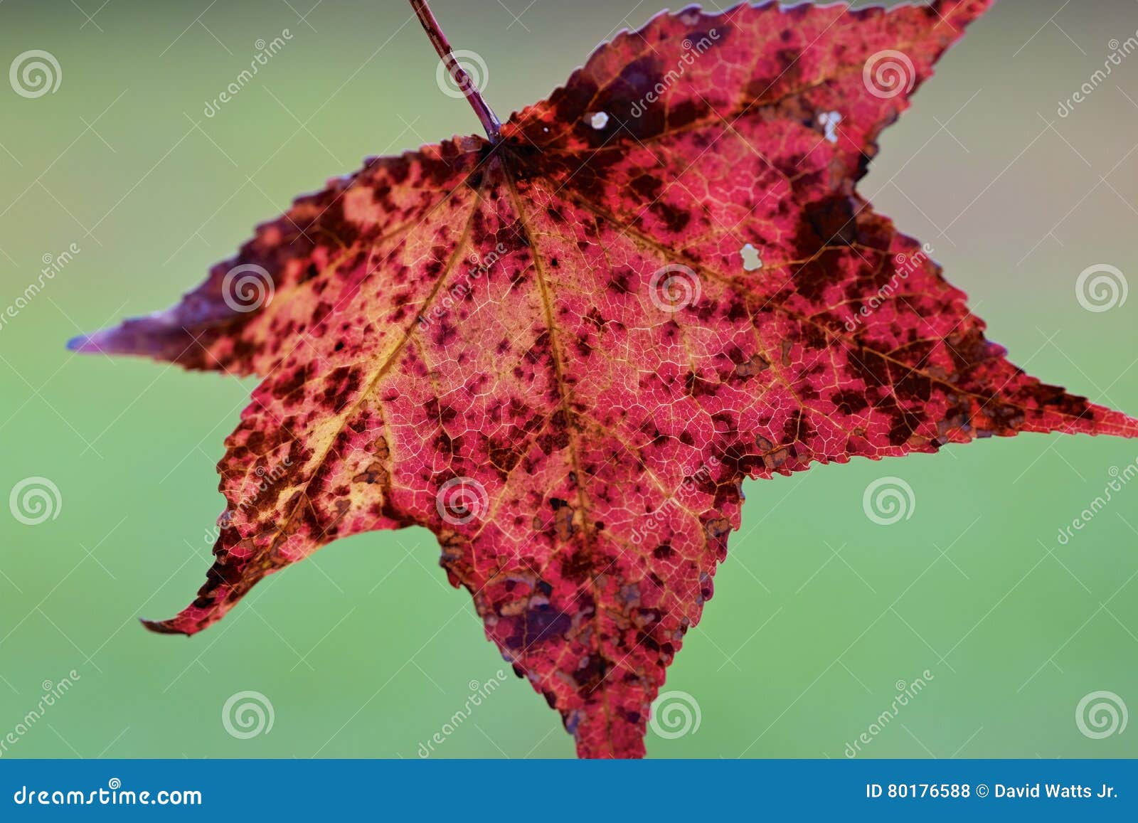 Perfect Fall Leaf stock photo. Image of seasonal, season - 80176588