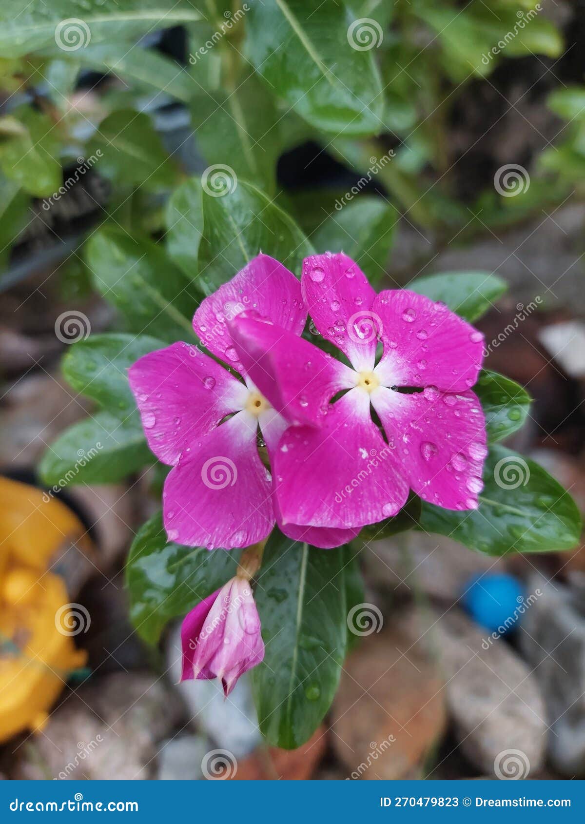 The Perfect Flower Aesthetic Stock Image - Image of produce, rose ...