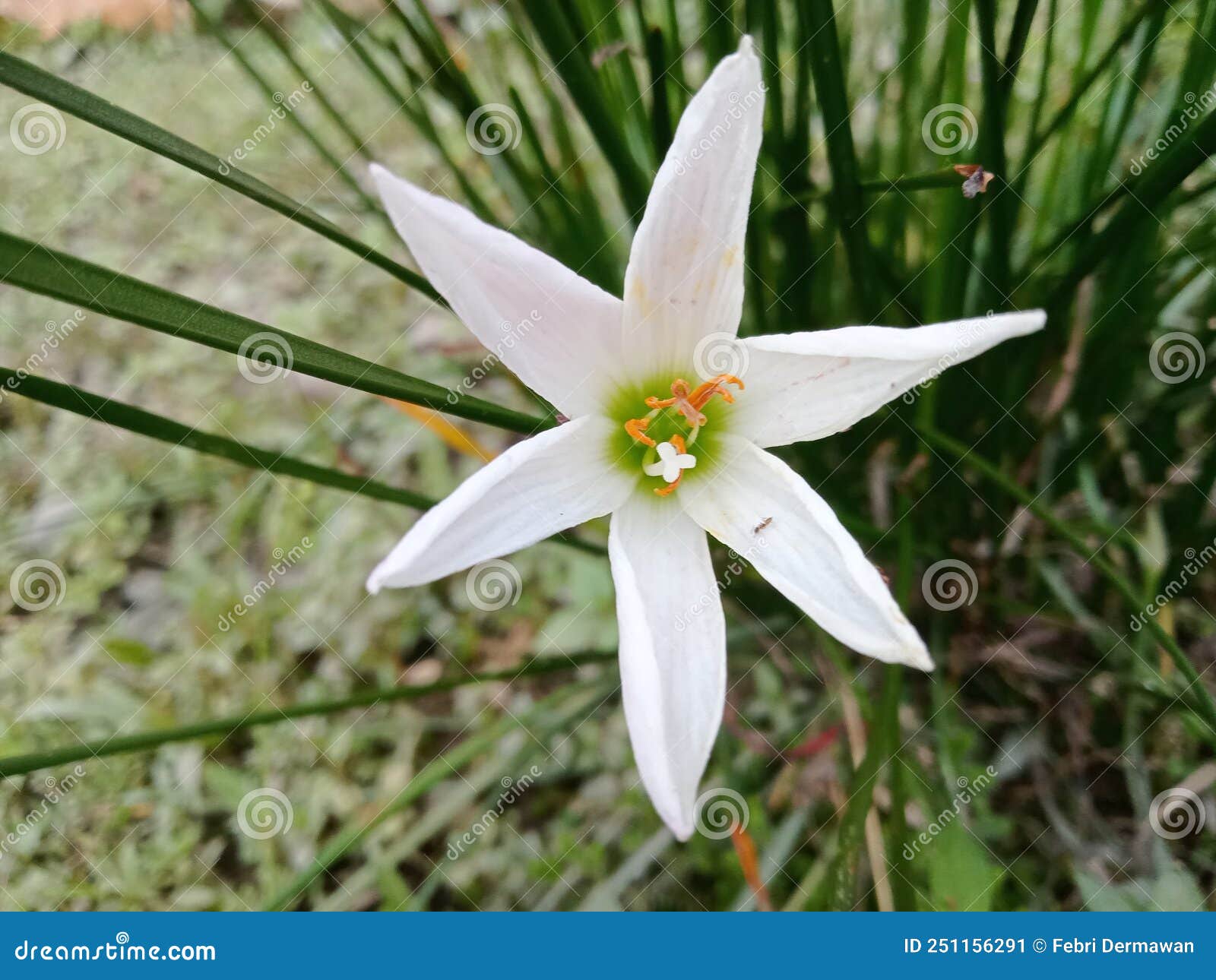 Is the Perfect Flower in the Garden Stock Image - Image of produce ...