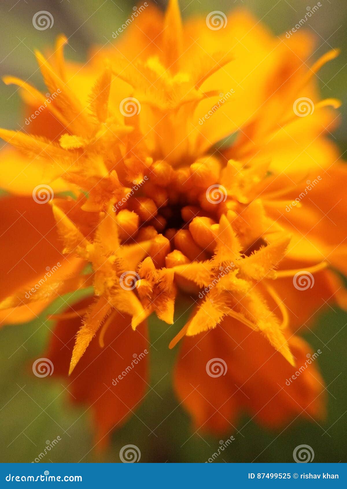 Perfect flower stock image. Image of perfect, spreading - 87499525