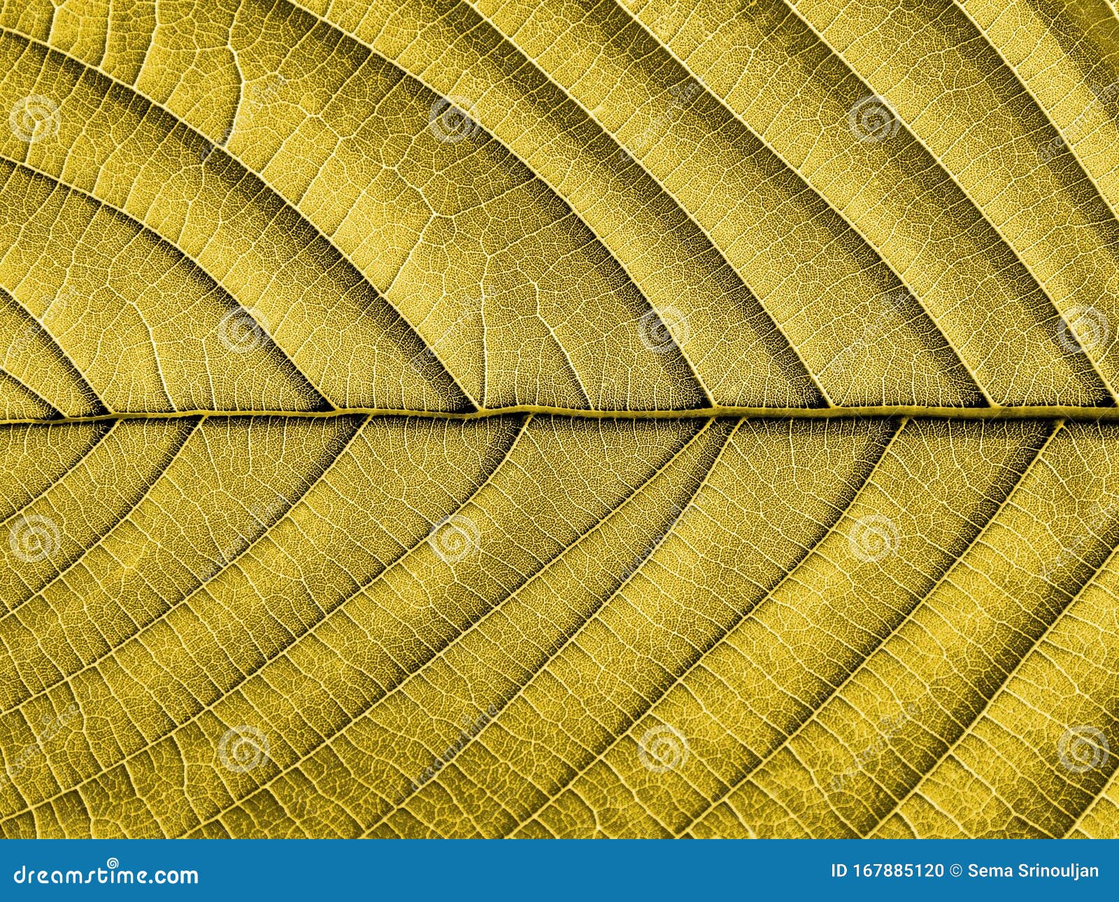 Perfect Gold Leaf Patterns. Stock Photo - Image of closeup, patterns ...