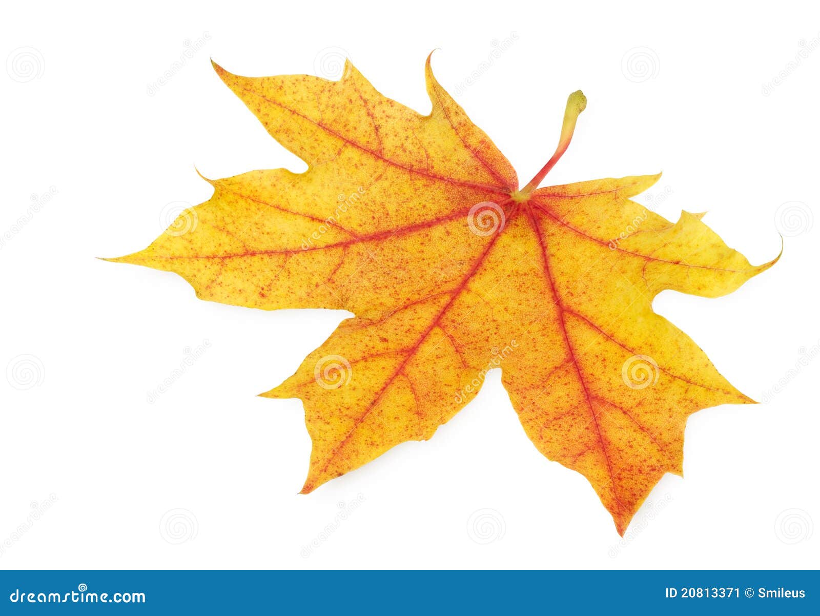 Perfect golden autumn leaf stock image. Image of closeup - 20813371