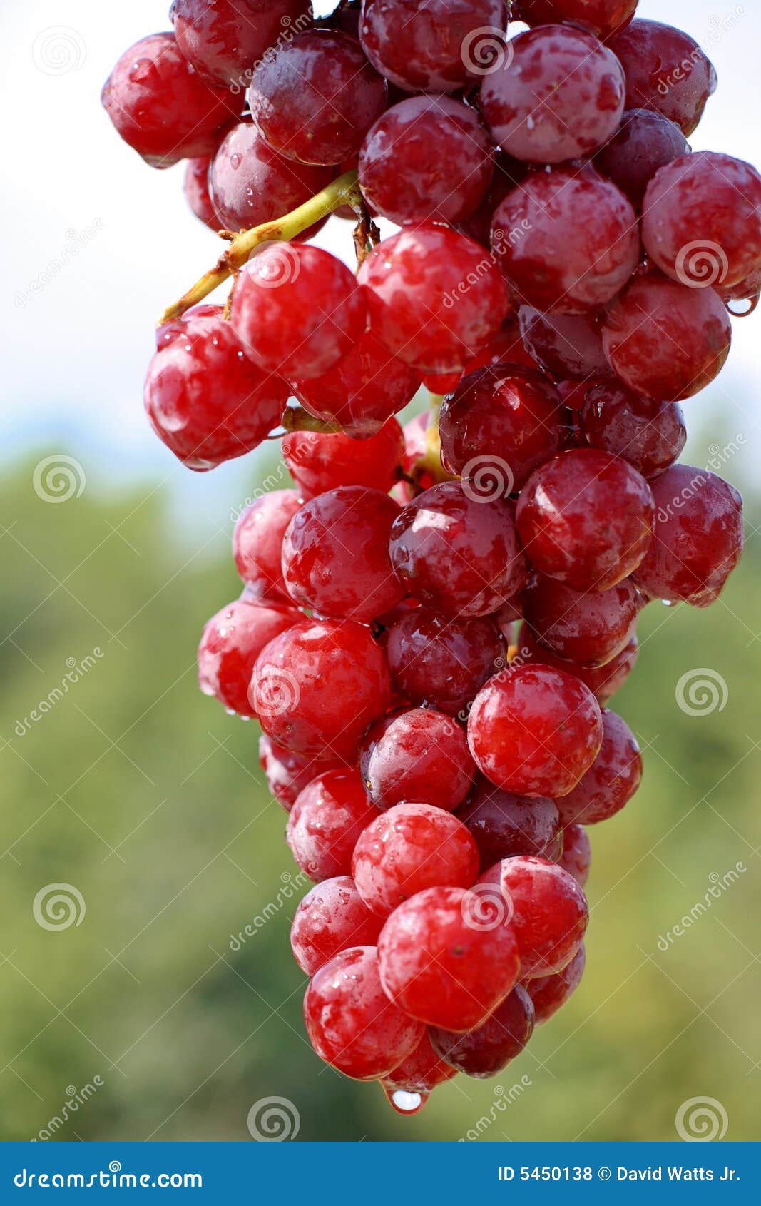 Perfect Grapes stock photo. Image of nature, dripping - 5450138