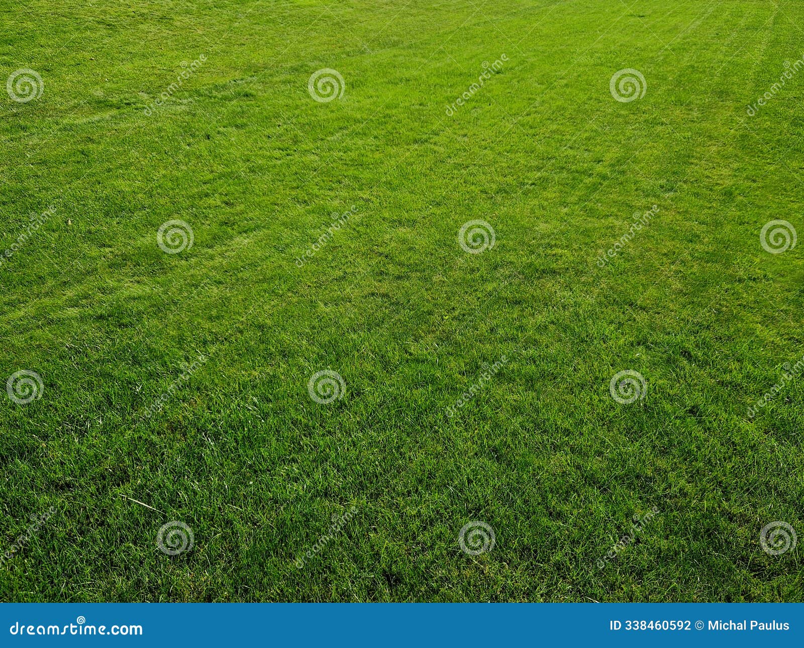 Attractive, Dark Green Leaves, Boasts Many Favorable Traits for Offices ...