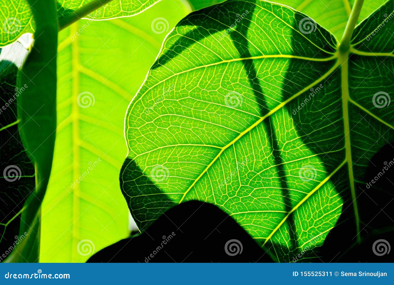 Perfect Green Bo Leaf Texture. Stock Image - Image of perfect, pattern ...