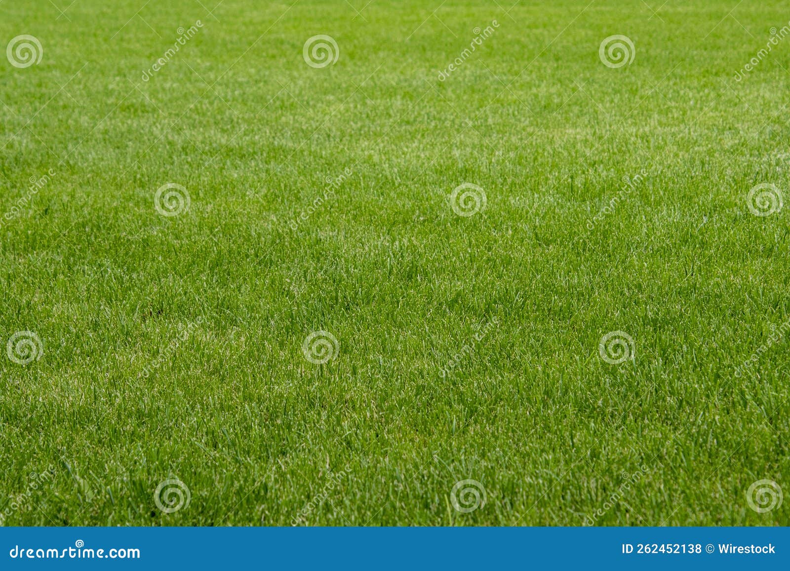 Perfect Green Grass of the Sport Field or Back Yard Stock Photo - Image ...