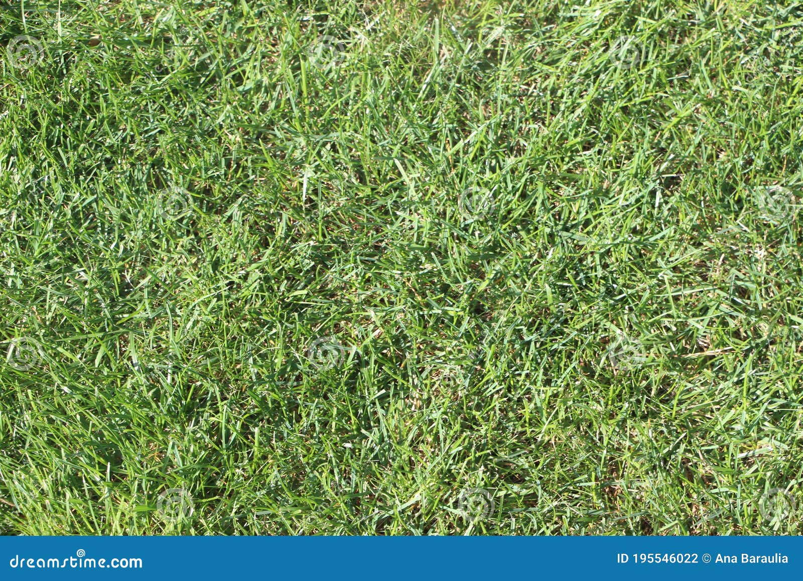 Perfect Green Grass Texture from Golf Field Stock Photo - Image of ...