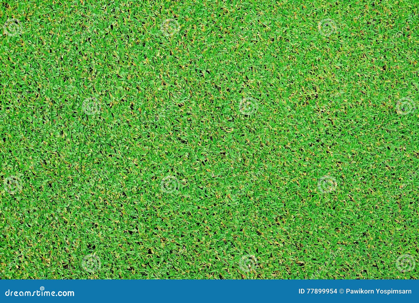 Perfect Green Grass Texture from Golf Field Stock Photo - Image of ...