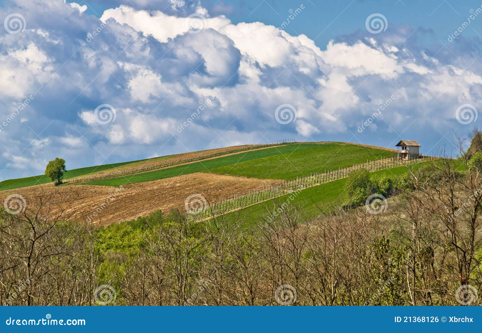 Perfect Green Hill with Vineyard and Lodge Stock Photo - Image of ...