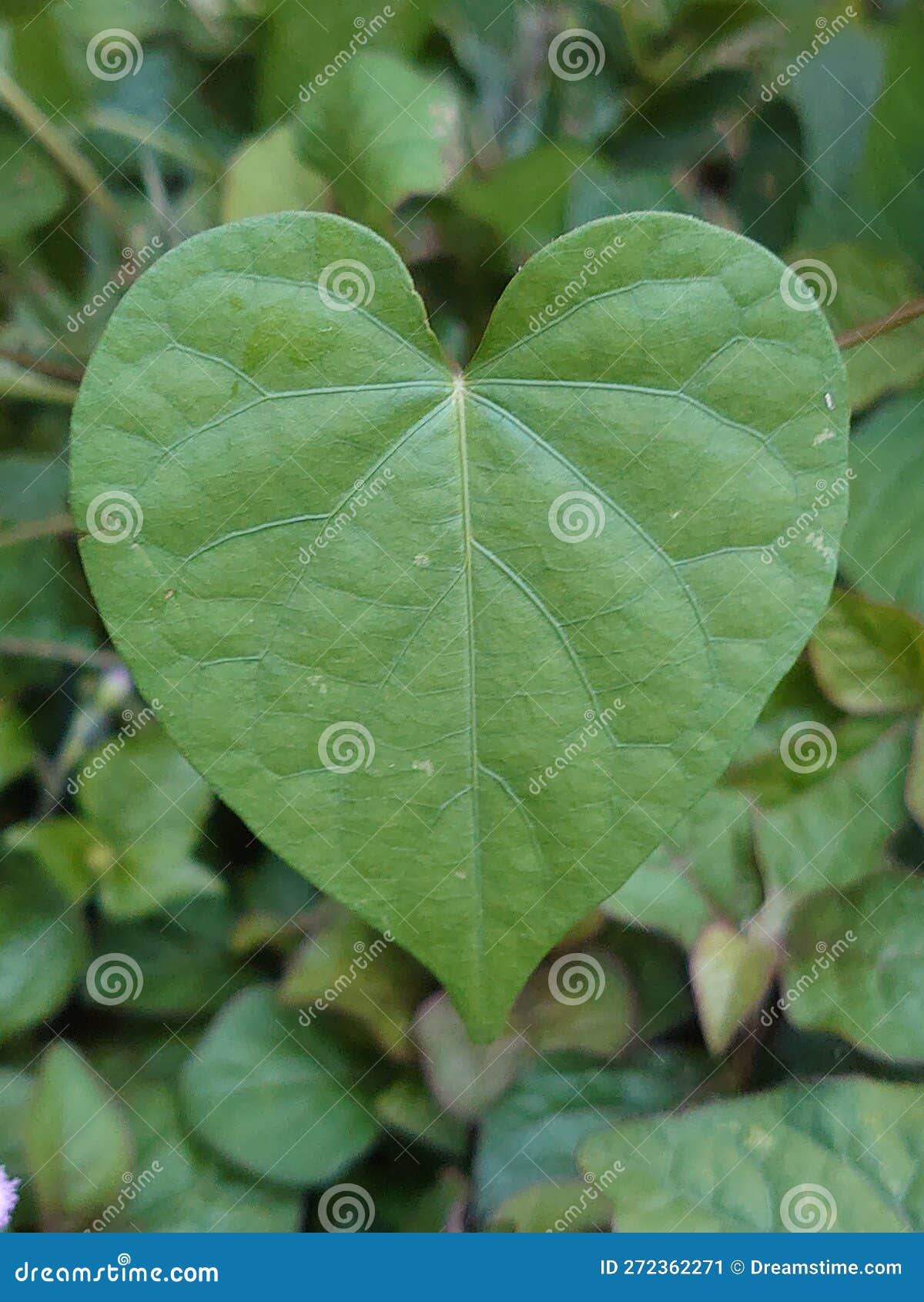 Perfect Heart-shaped Leaves of a Wild Plant Stock Image - Image of ...