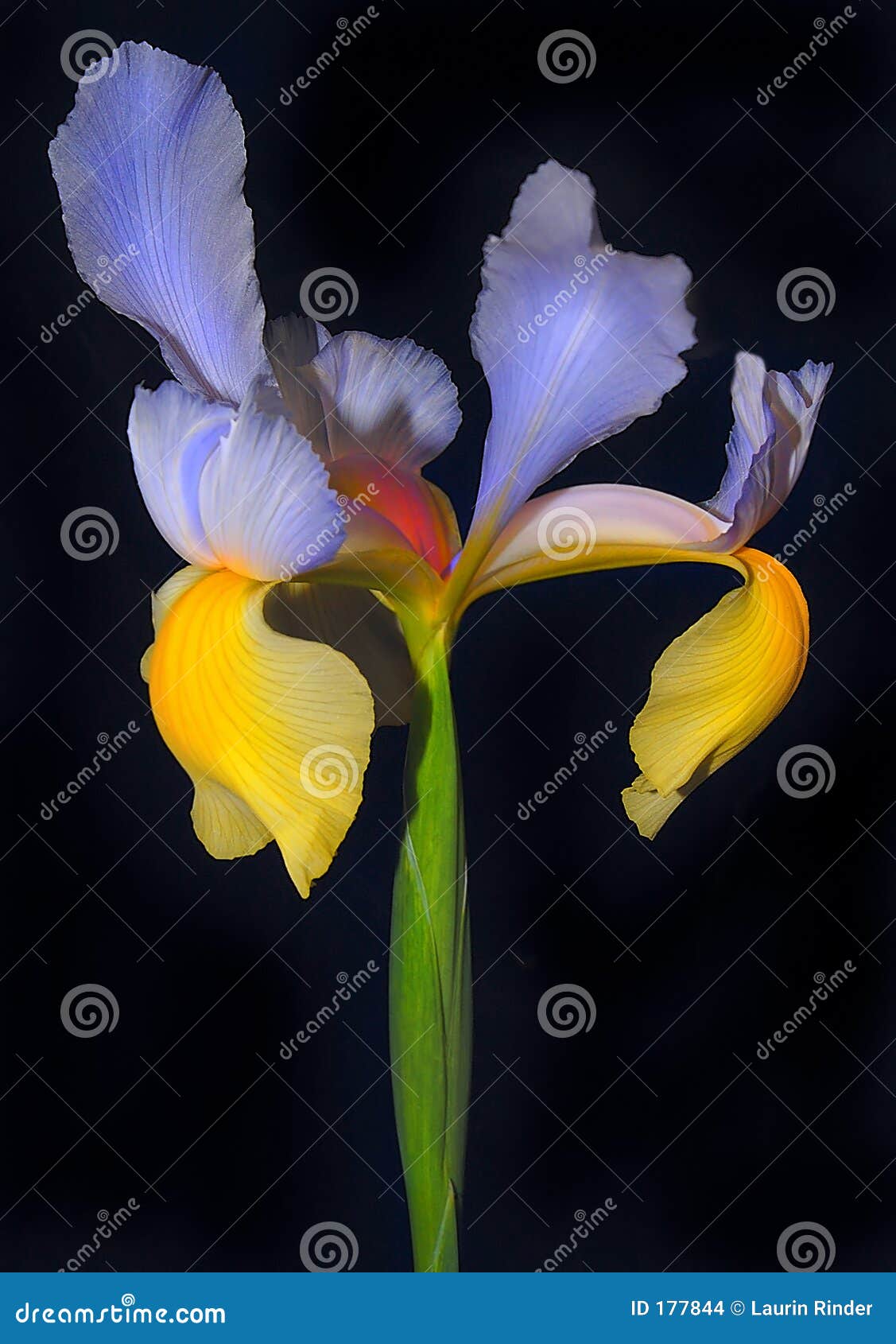 The Perfect Iris stock photo. Image of wildflower, seasonal - 177844